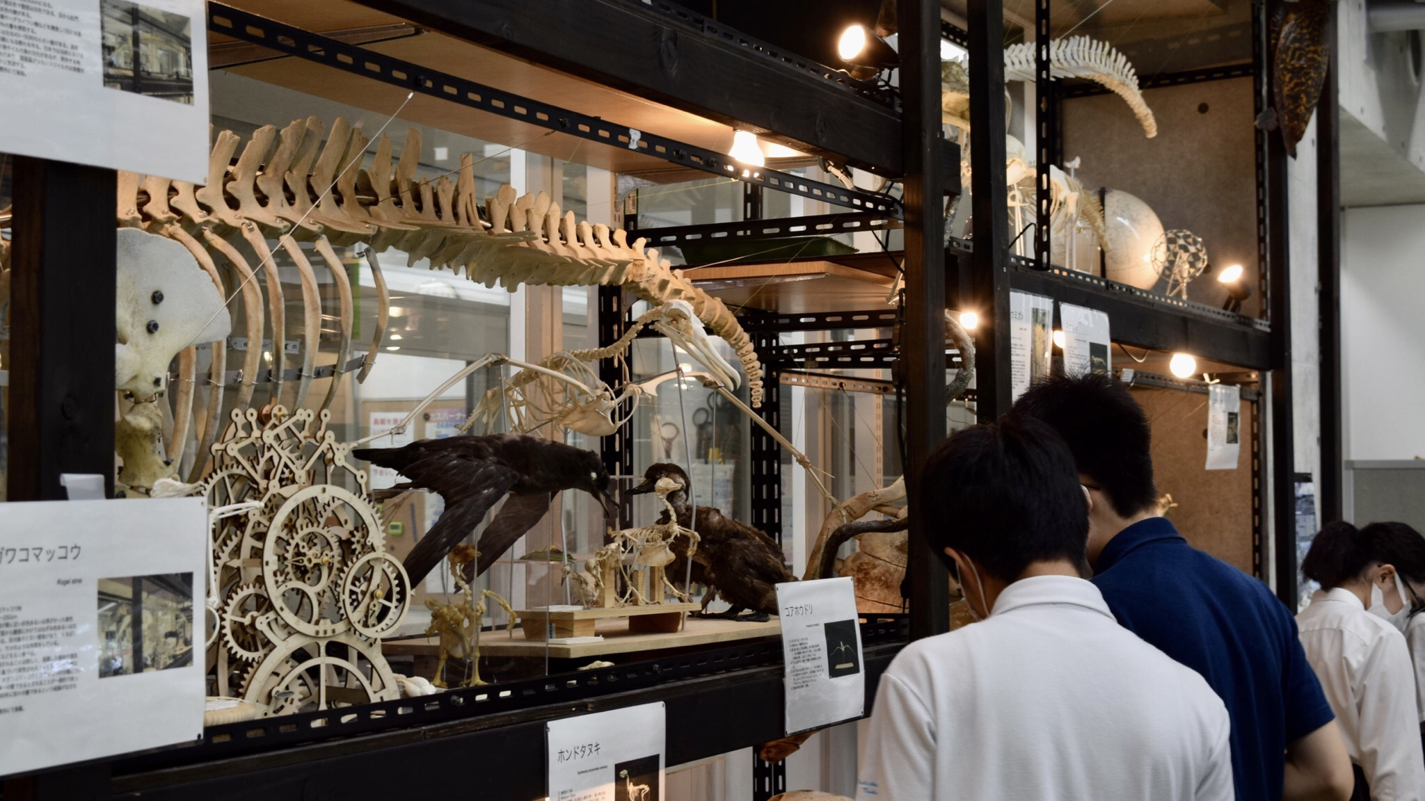 東京都市大学等々力中学校高等学校 理科部 藍桐祭特設ページ 予約について